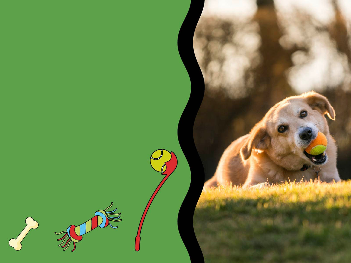 Croci Online Pet Shop