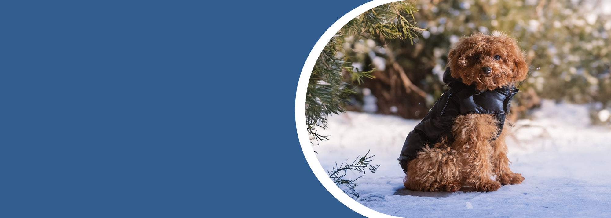 Croci Online Pet Shop