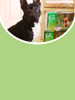 The perfect choice for your cat